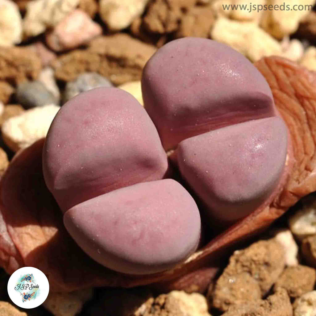 Lithops meyeri ‘Hammeruby’ C272A [RARE] / 40 seeds (Living Stones ...