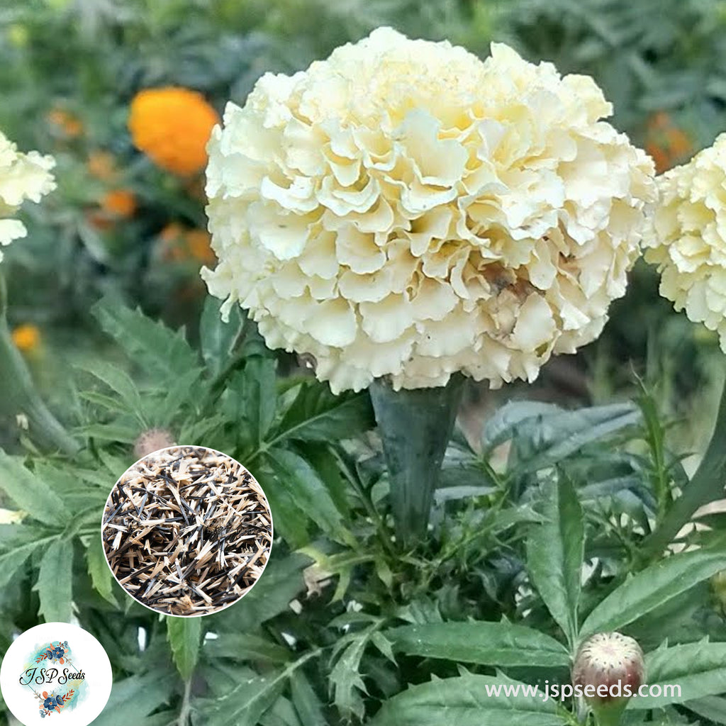 200 Kilimanjaro White French Marigold Double Dwarf Flowers Heirloom ...