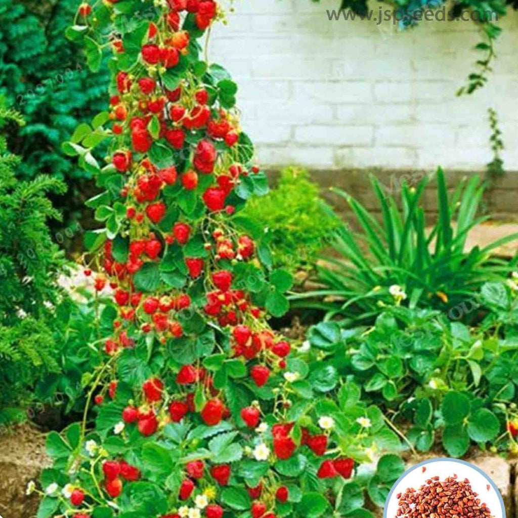 100 Tree Climbing Strawberry Bonsai Courtyard Garden Fruit And Vegetab ...