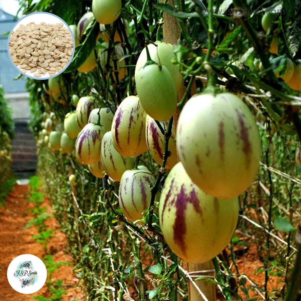 50 Melon Tree Pepino Bonsai Non Gmo Organic Fruit Garden Seeds – JSPSeeds