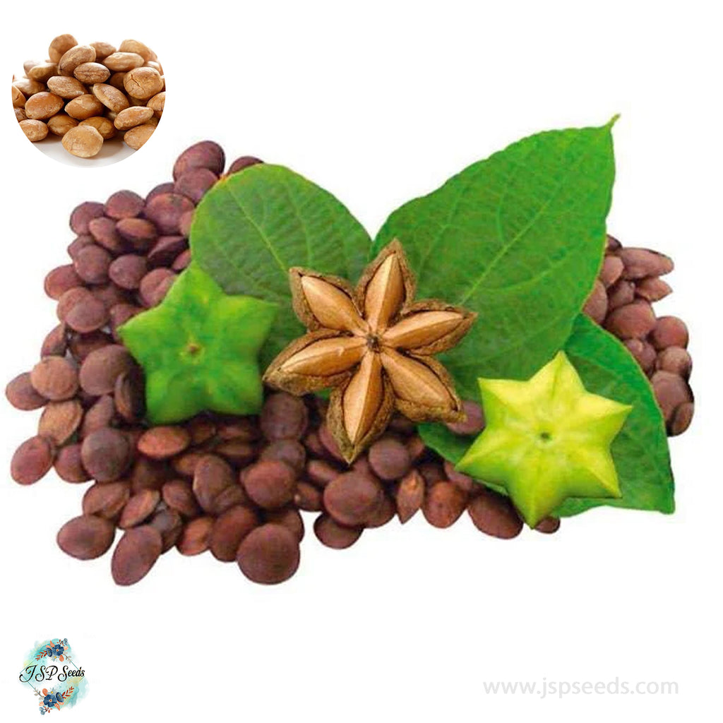 25 Sacha Inchi Inca Peanuts, Plukenetia volubilis Seeds | improved ...