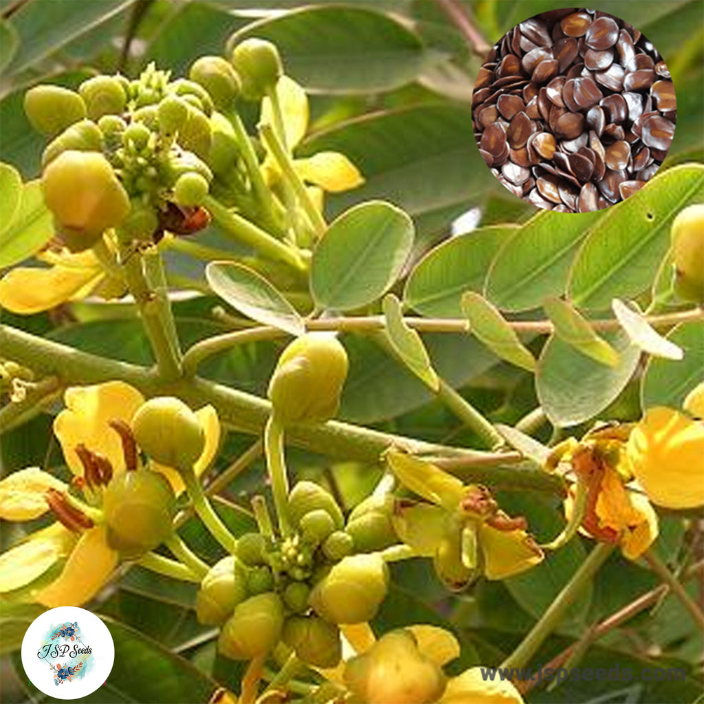 100 Siamese senna, Siamese cassia, Cassod tree Seeds | erosion control ...