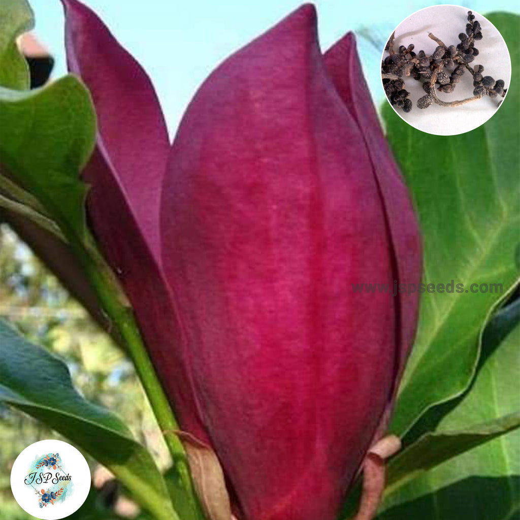 20 Red Champak Michelia champaca Michelia champaca L.Conchampa Seeds ...