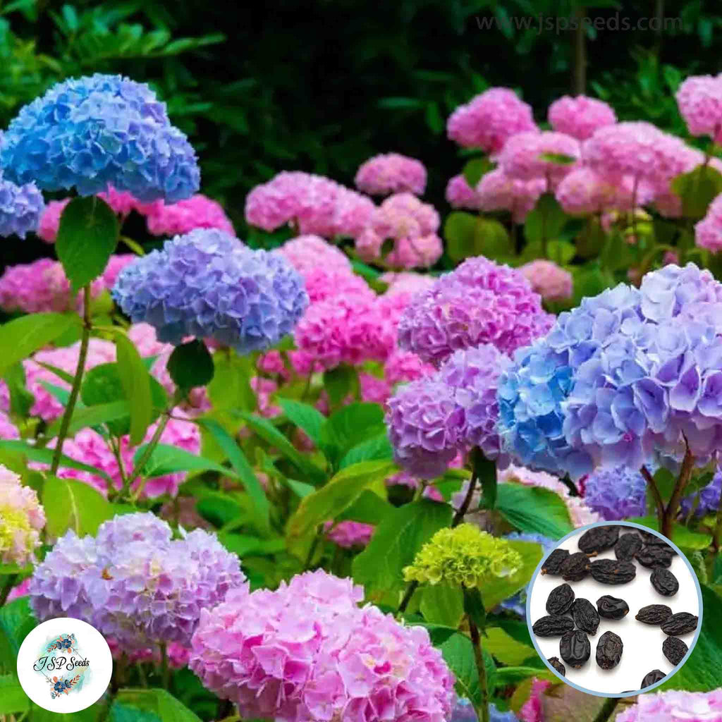 20 Mixed Hydrangea Seeds Perennial Hardy Flowers Seed Shrub – JSPSeeds