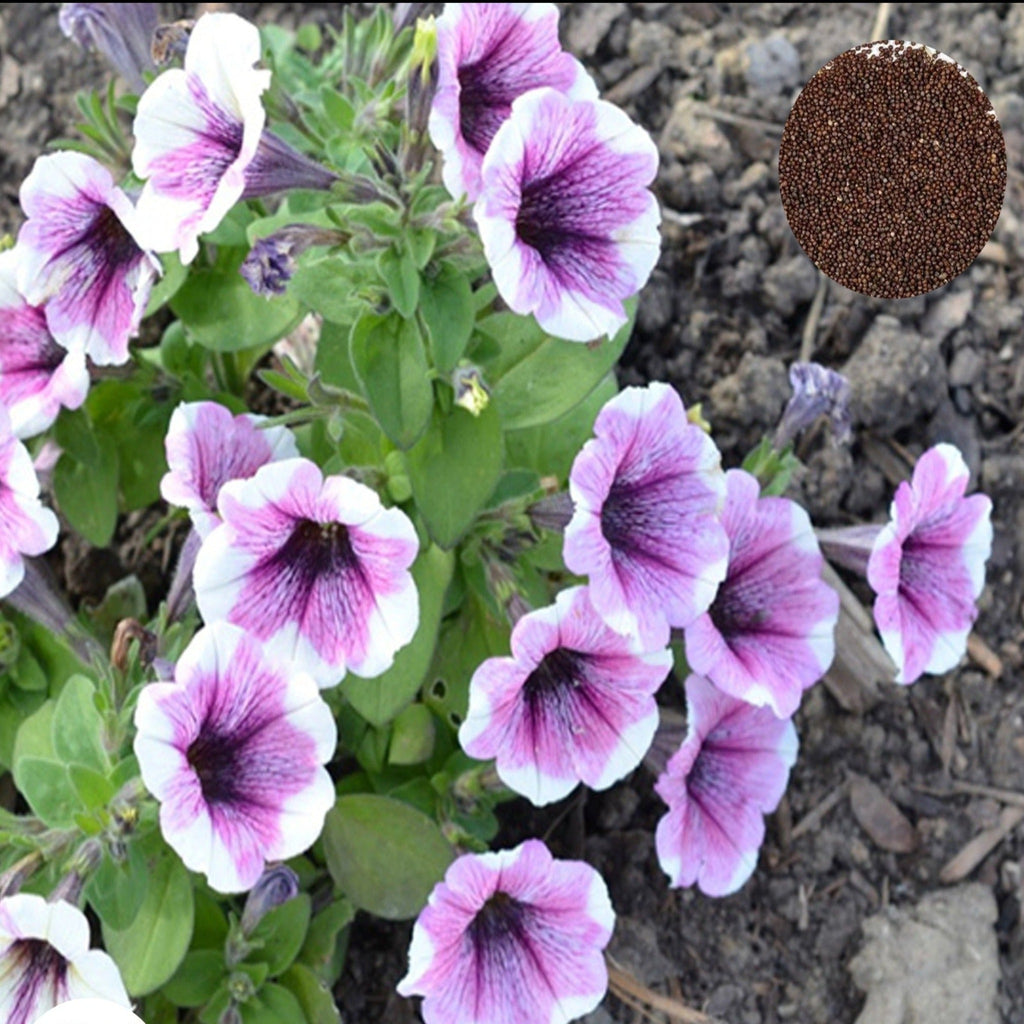 1000 Sweetunia White Merlot Petunia Seeds Grandiflora, Multiflora, Mil ...