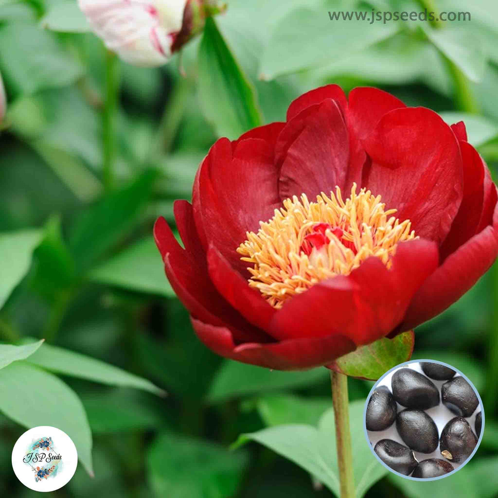 20 Chocolate Soldier Peony Paeoniaceae Paeonia suffruticosa Tree Flower ...