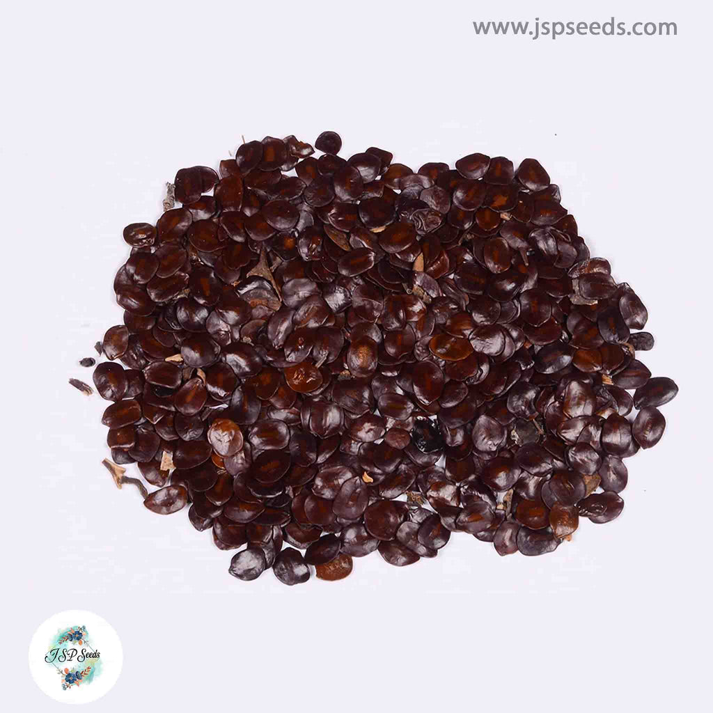 100 Siamese senna, Siamese cassia, Cassod tree Seeds | erosion control ...
