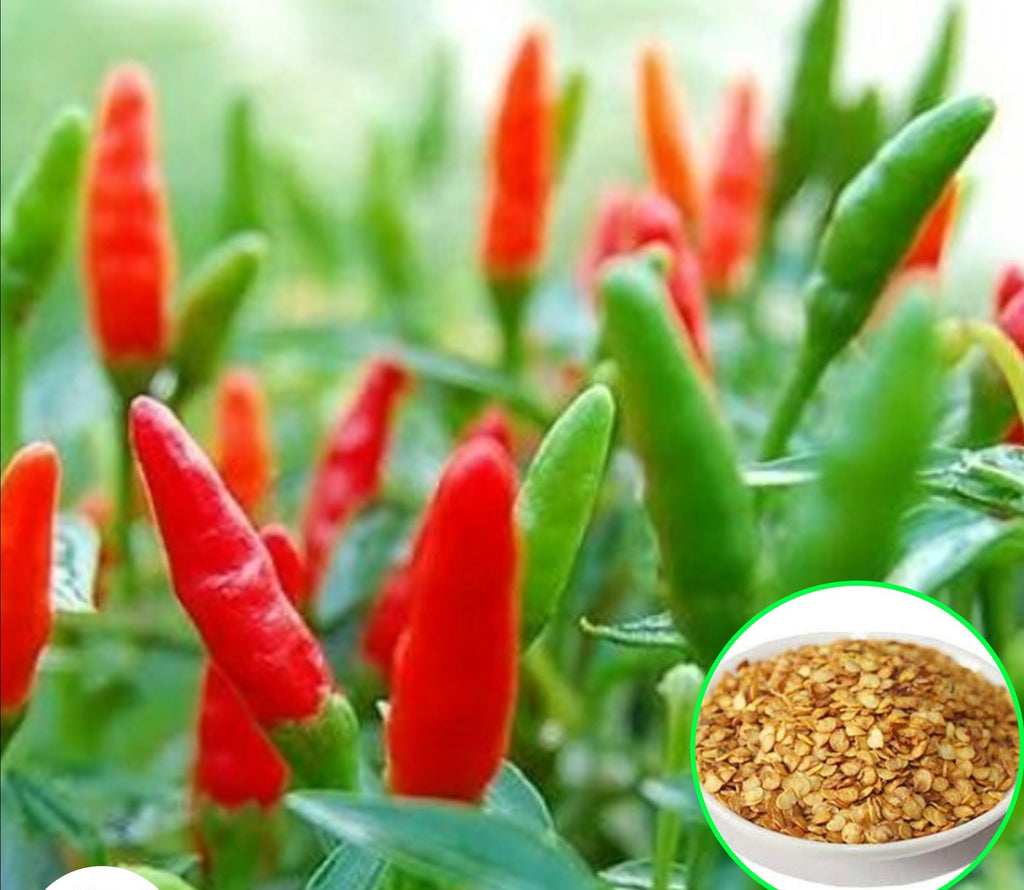 100 Pepper Thai Bird's Eye Capsicum annuum Chilli Spicy Hot Seeds ...