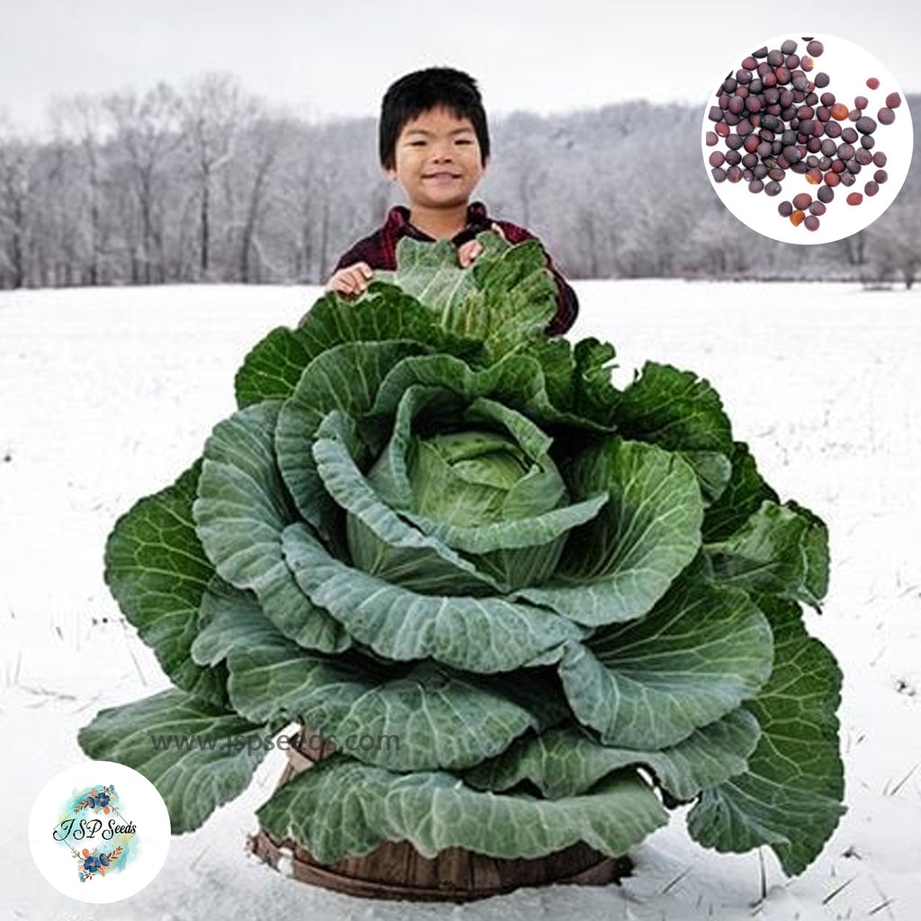 300 Giant Japanese Cabbage Organic Vegetable Heirloom Seeds (Vegetable ...