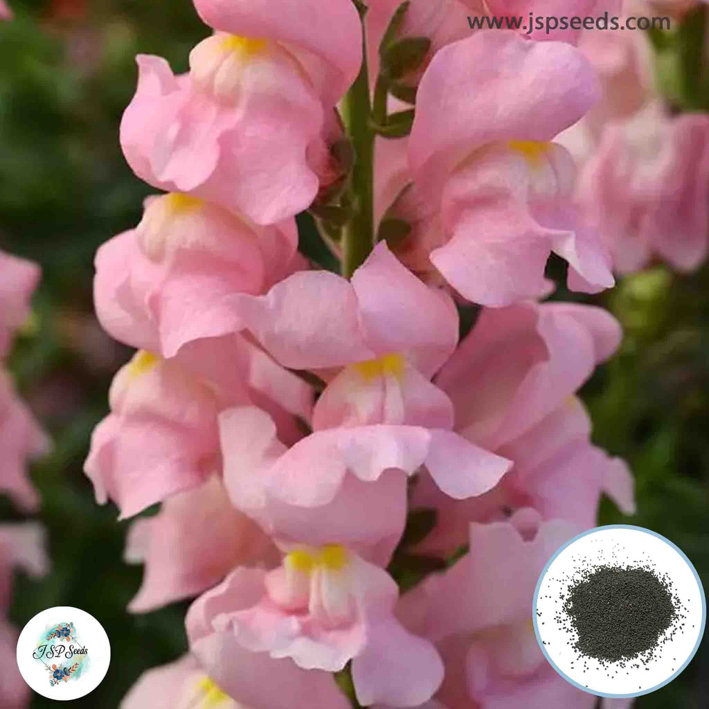 300 Rocket Snapdragons (Antirrhinum majus) Seeds (Flower Garden Plants ...