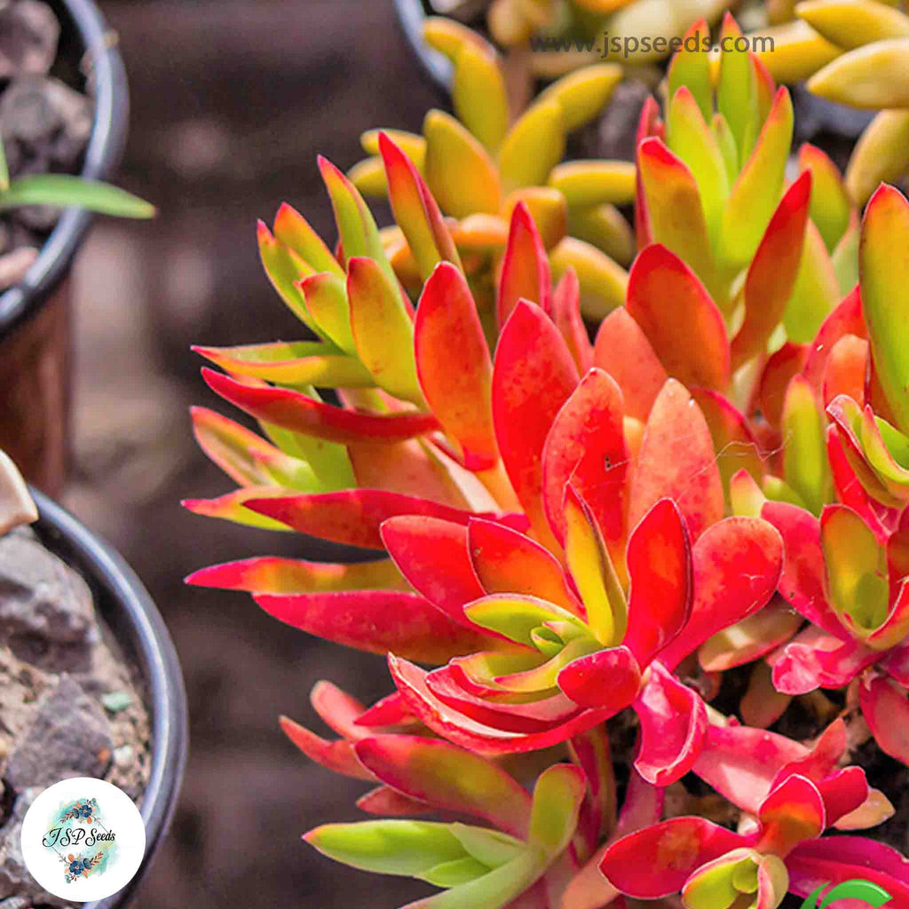 Crassula capitella ssp thyrsiflora / 40 seeds (Red Pagoda) – JSPSeeds