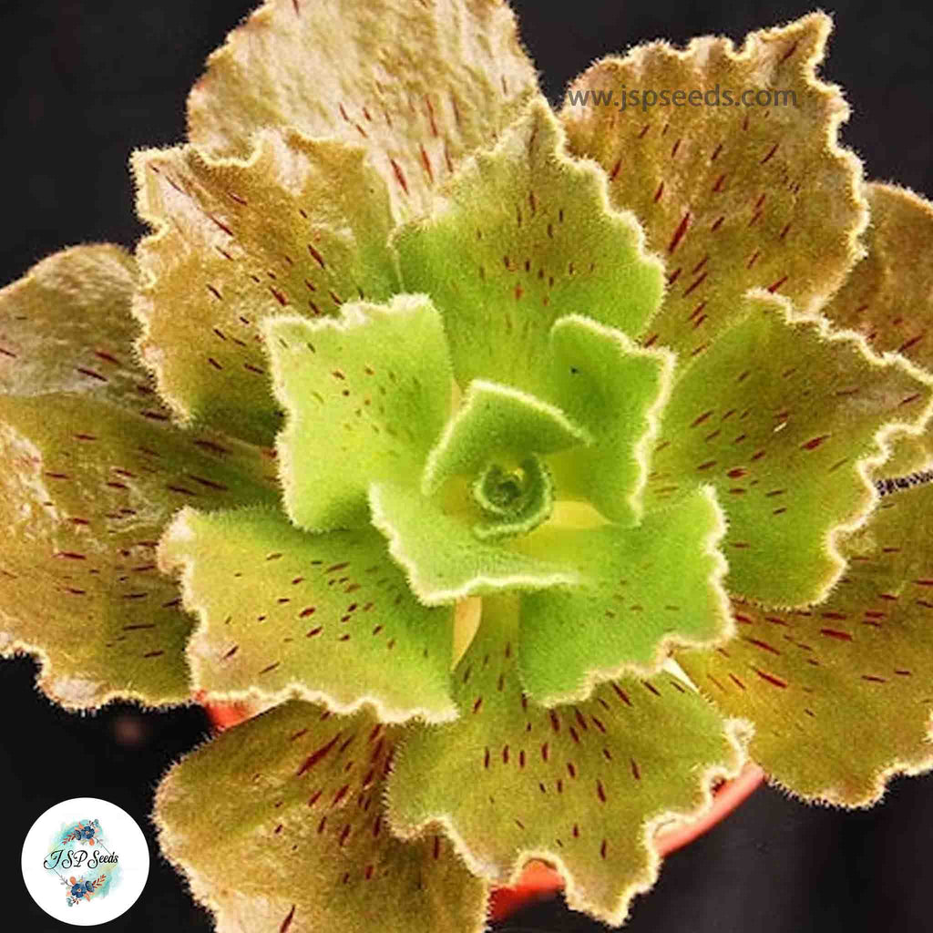 Aeonium smithii / 40 seeds – JSPSeeds