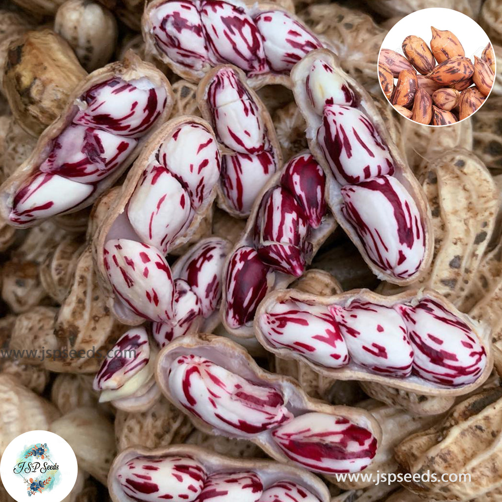 20 Tiger Stripe Peanut Organic Heirloom Seeds – JSPSeeds