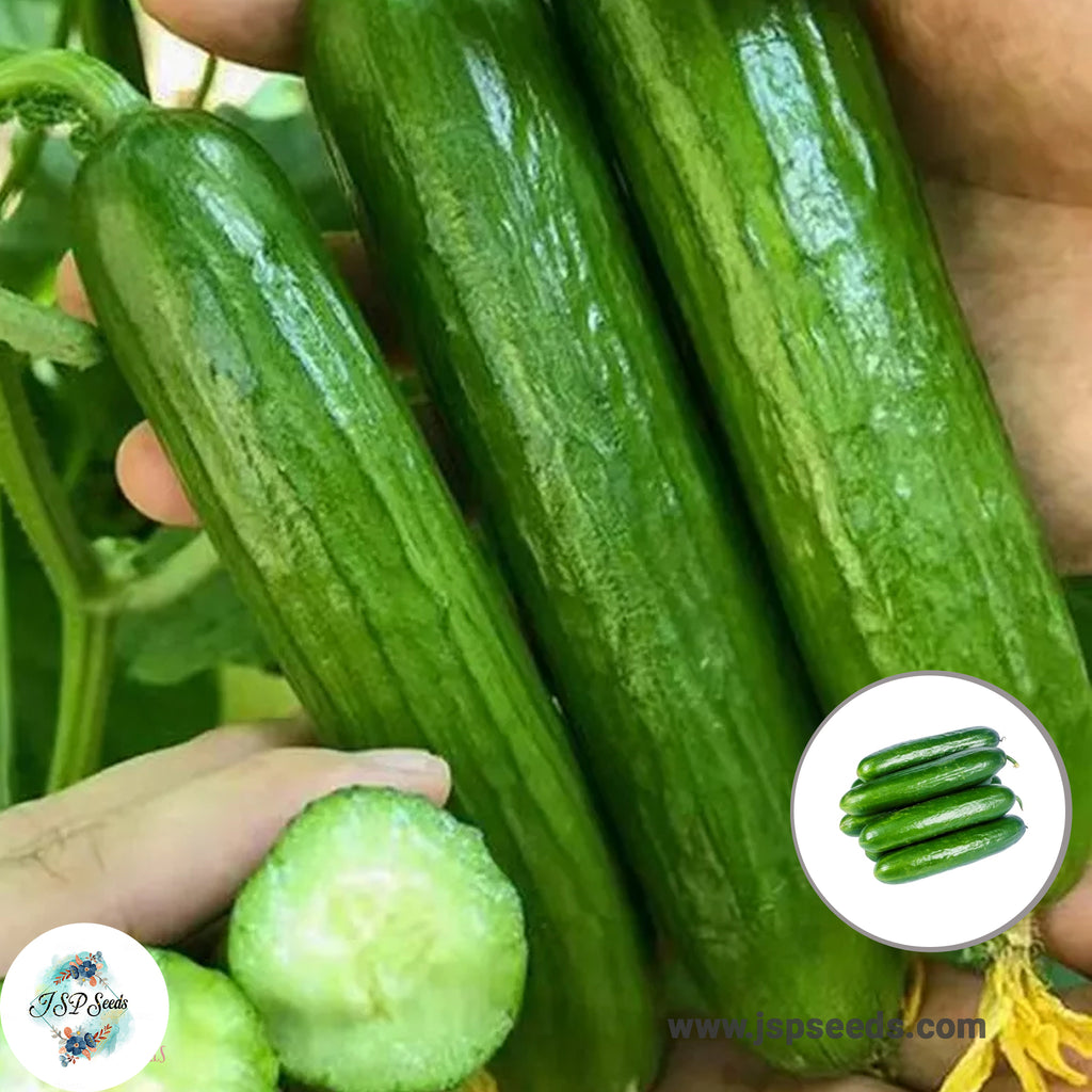 100 Mini Japanese Cucumber Heirloom Seeds (Vegetable Potted Plants ...