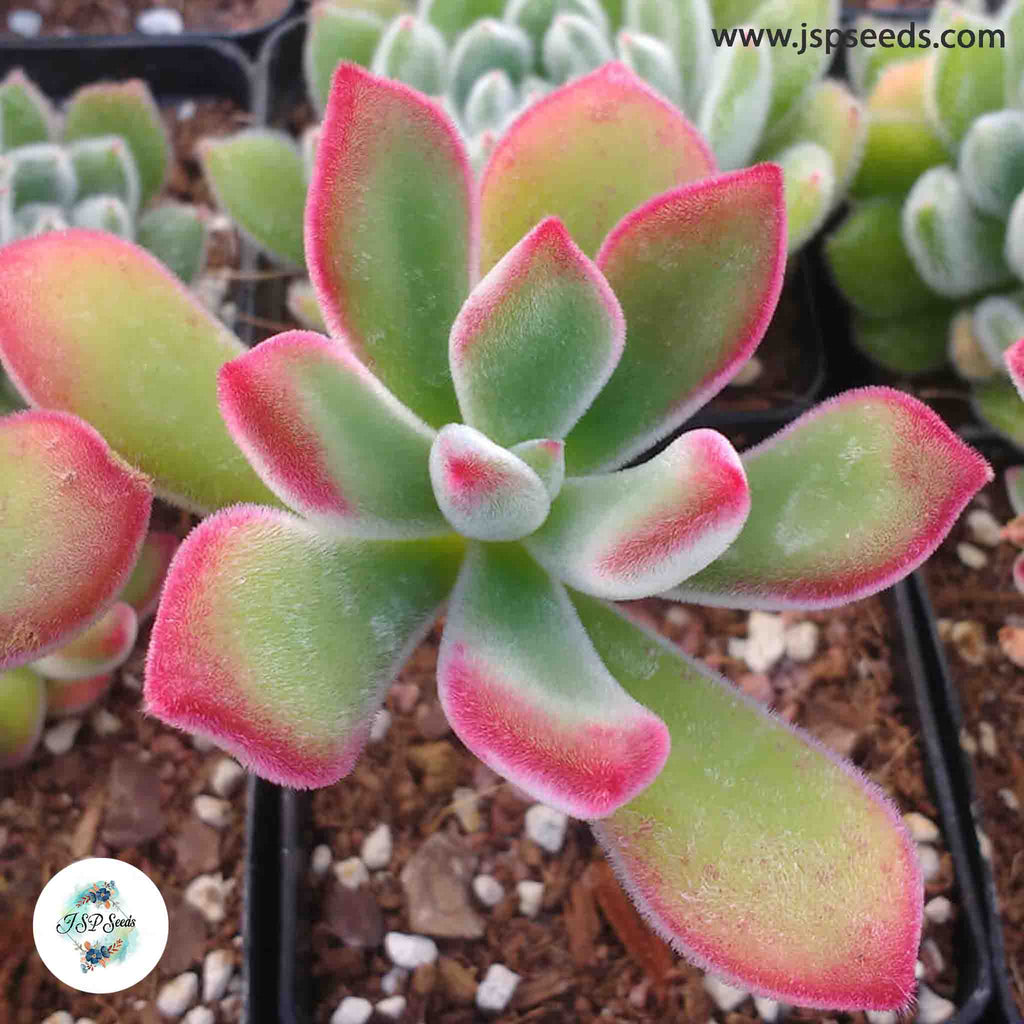 Echeveria pulvinata v Ruby / 40 seeds – JSPSeeds