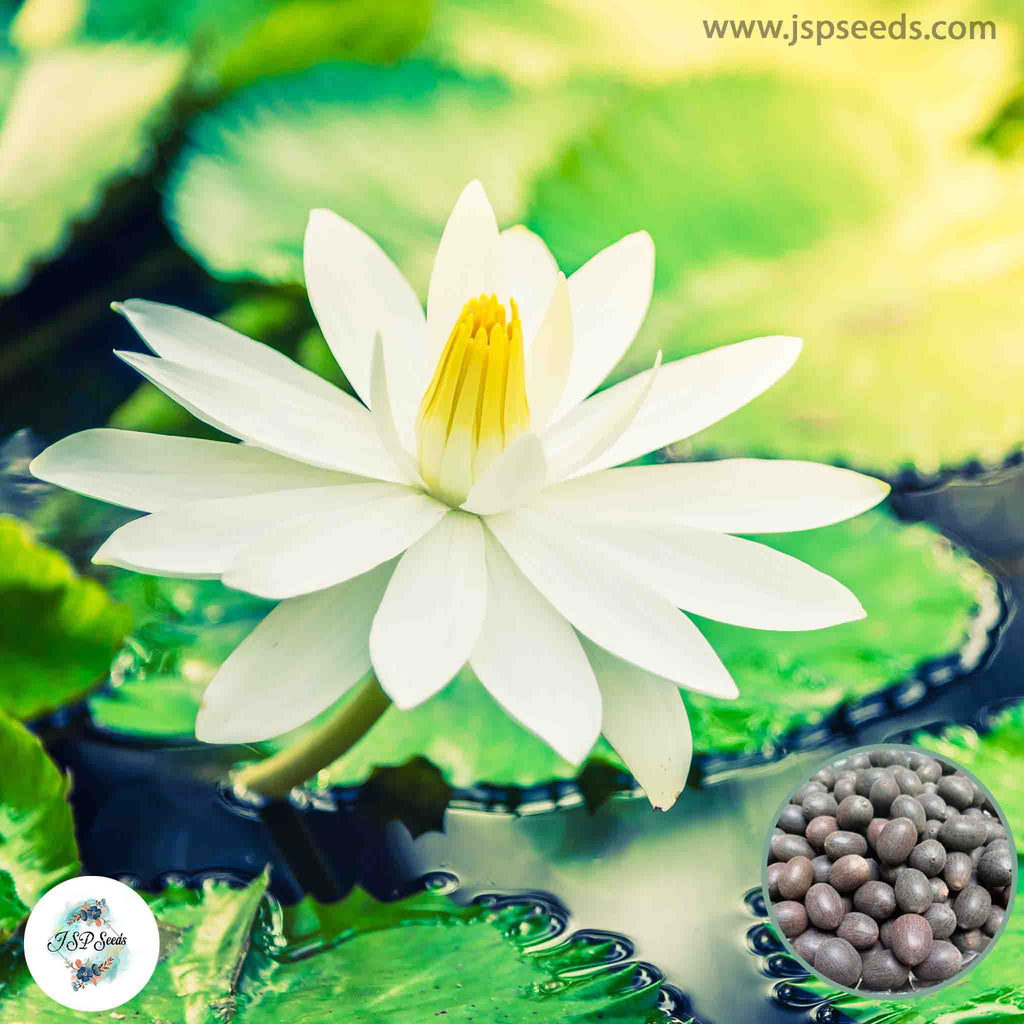 15 Thai Heirloom Lotus flower Bonsai Seeds Water Plants (Original Thai ...