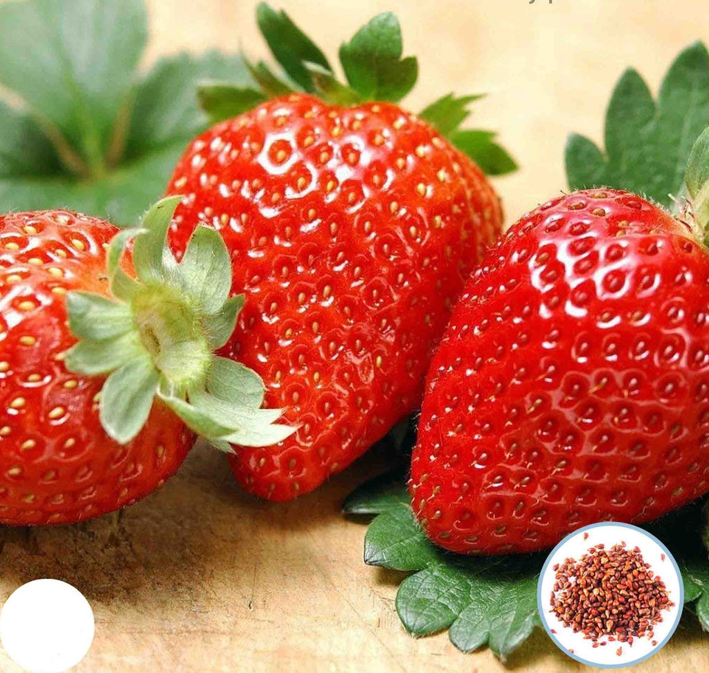 100 Giant Red Strawberry Seeds (Asia Fruit) | Best Seeds – JSPSeeds