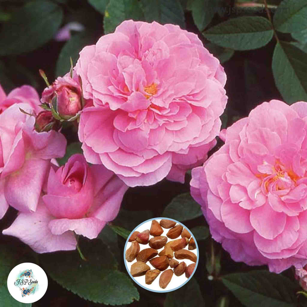 50 Heirloom The Mayflower English Rose flower Bonsai Garden Seeds ...