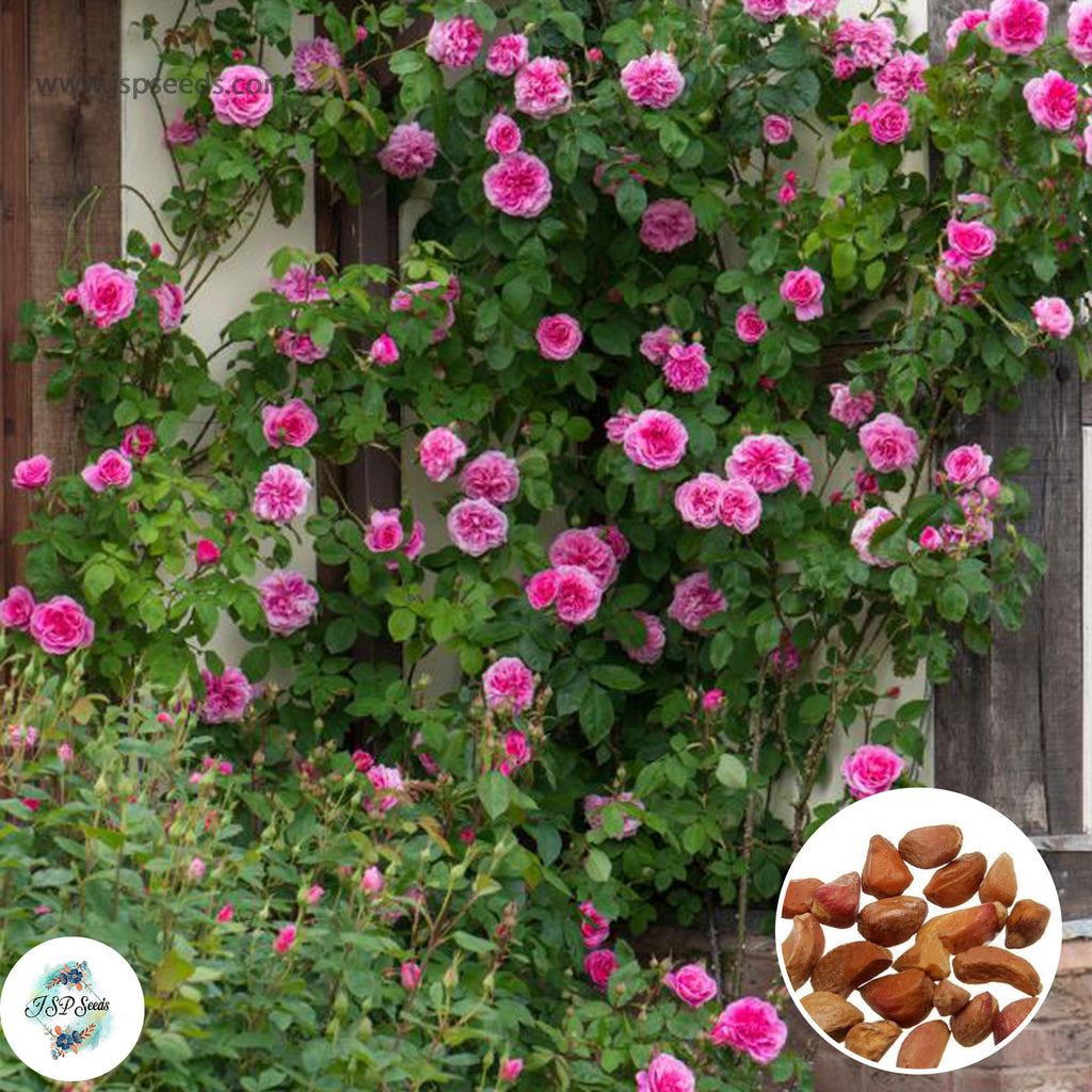 50 Heirloom Gertrude Jekyll English Rose flower Bonsai Garden Seeds ...