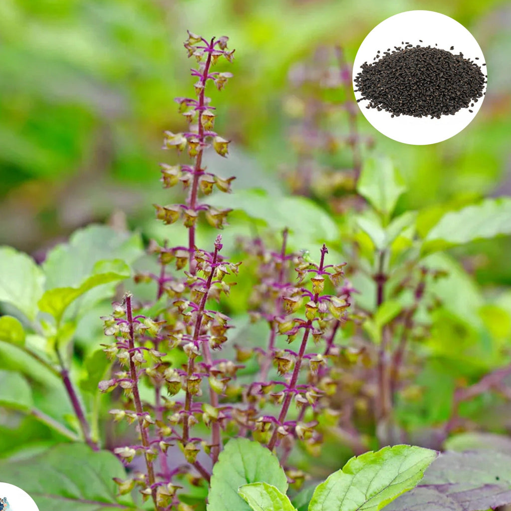 1000 Red Holy basil | Sacred basil Ocimum tenuiflorum L Seeds | Asia ...