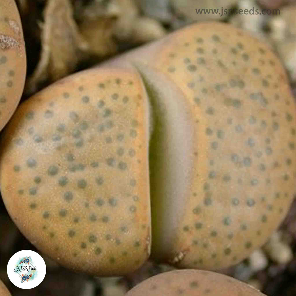 Lithops fulviceps C220 / 40 seeds – JSPSeeds