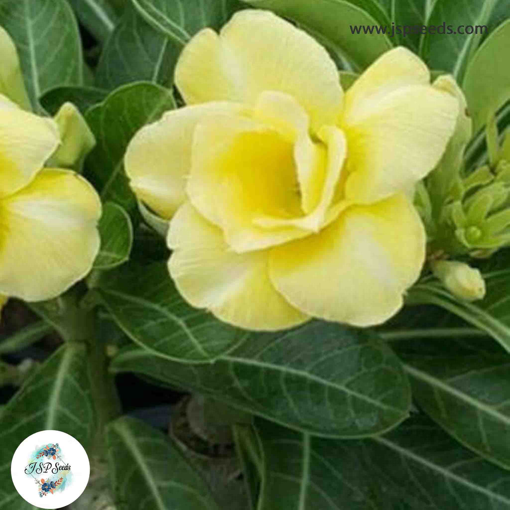 10 Thai Yellow G Adenium obesum Double layer | (Desert Rose) Bonsai ...