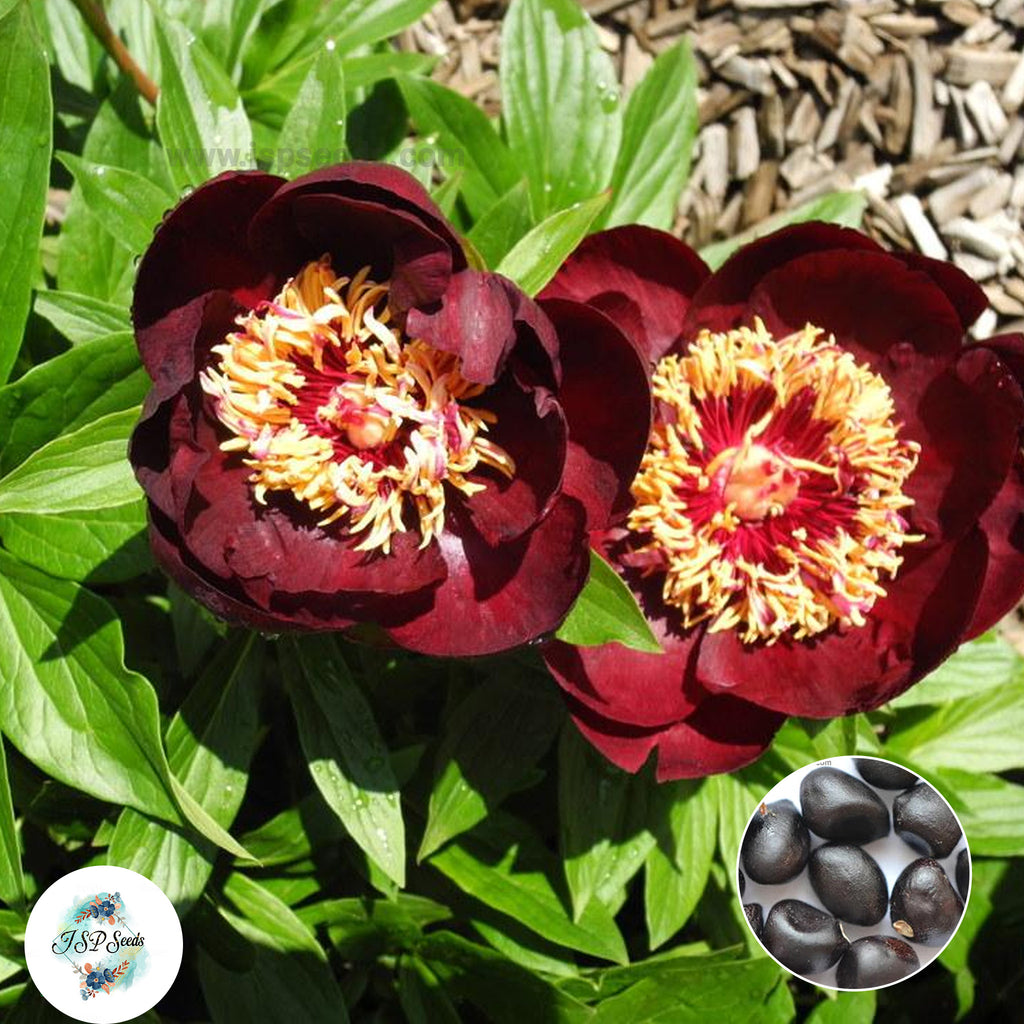 20 Chocolate Soldier Peony Paeoniaceae Paeonia suffruticosa Tree Flower ...