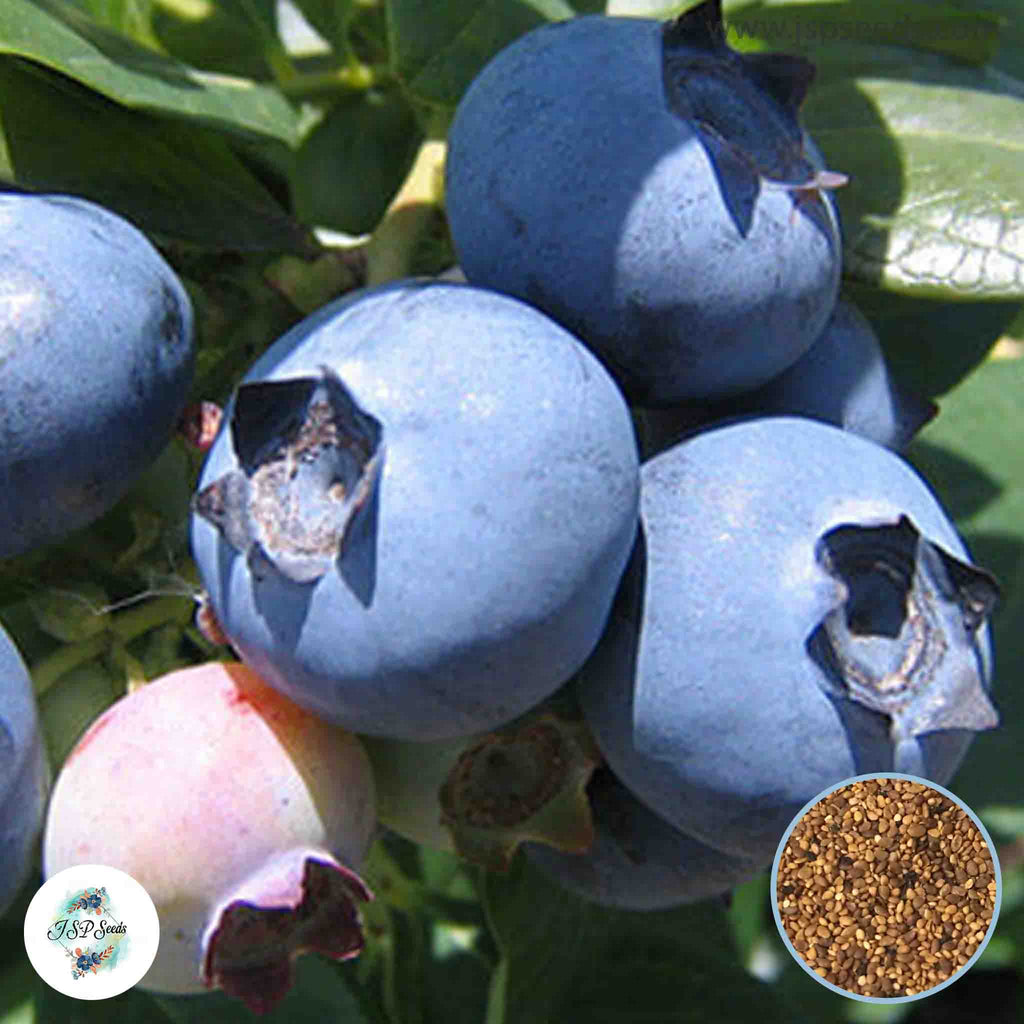 100 American Blueberry Seeds | Blueberries can help heart health, bone ...