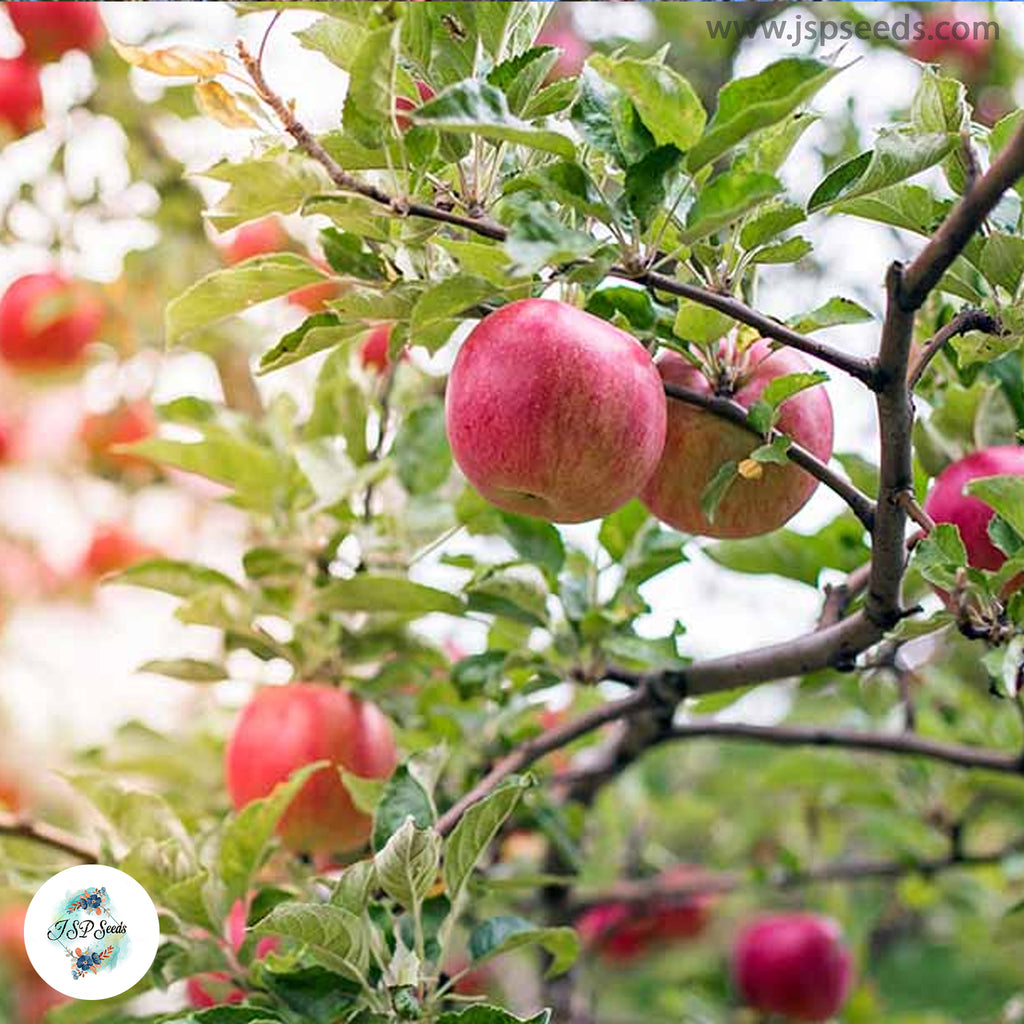 30 Apple Tree Sweet Organic Fruit Planting Potted Home Garden Seeds ...