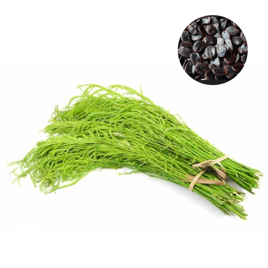 15 Climbing Wattle Plant Senegalia Pennata Cha-Om Acacia Pennata Tree ...