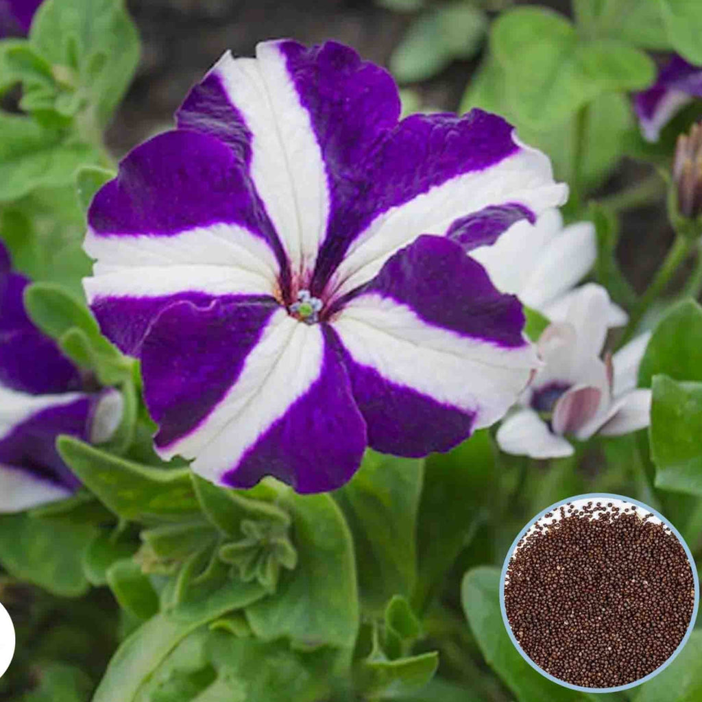 1000 Purple Ultra Petunia Seeds Grandiflora | Multiflora | Milliflora ...