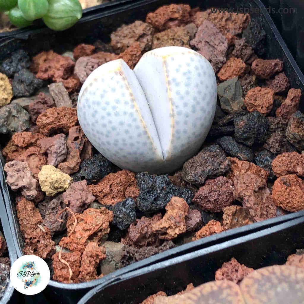 Dinteranthus wilmotianus / 40 seeds (Stone Plant) – JSPSeeds