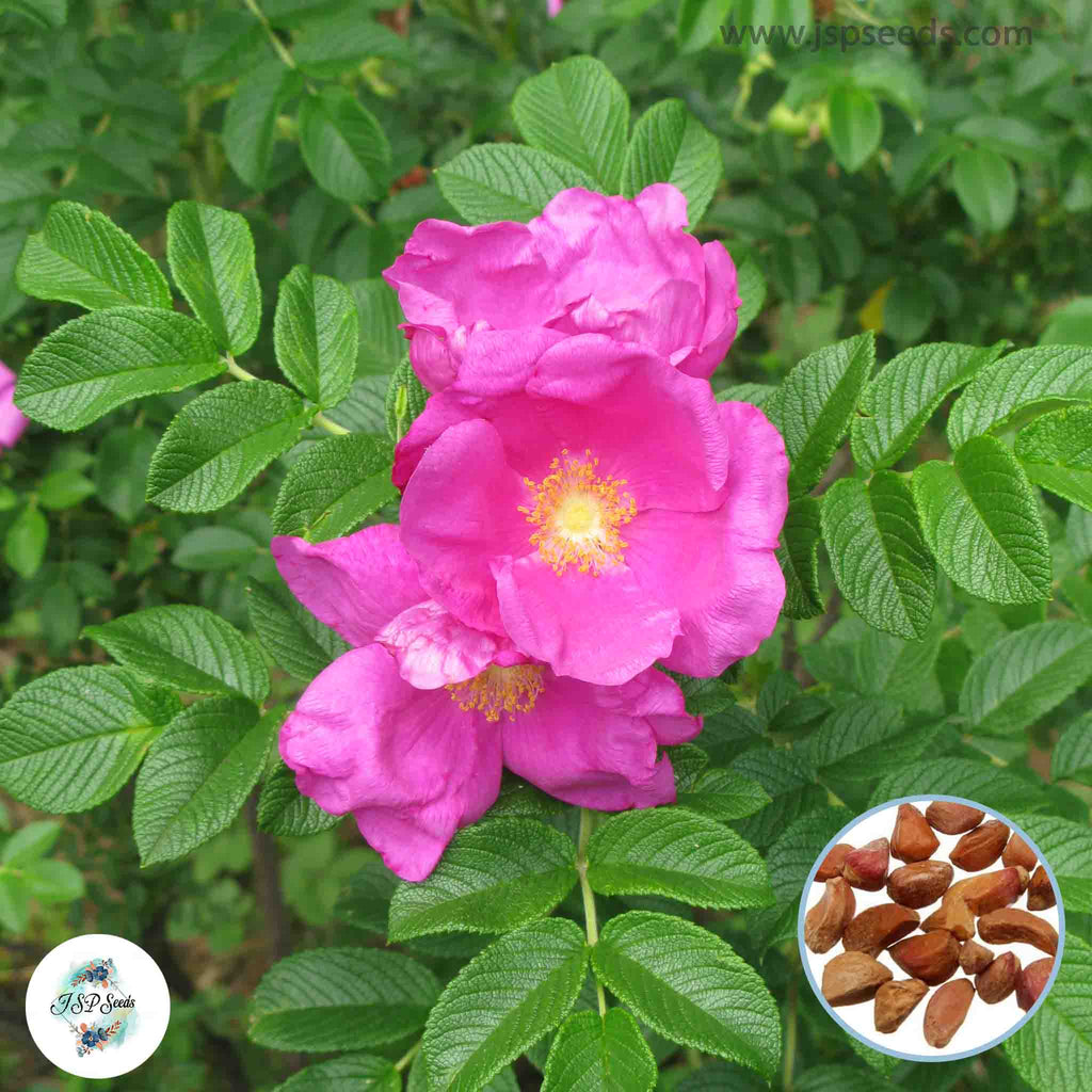 50 Heirloom Pink Japanese Rose Ruga Rugosa Perennial Fragrant flower B ...