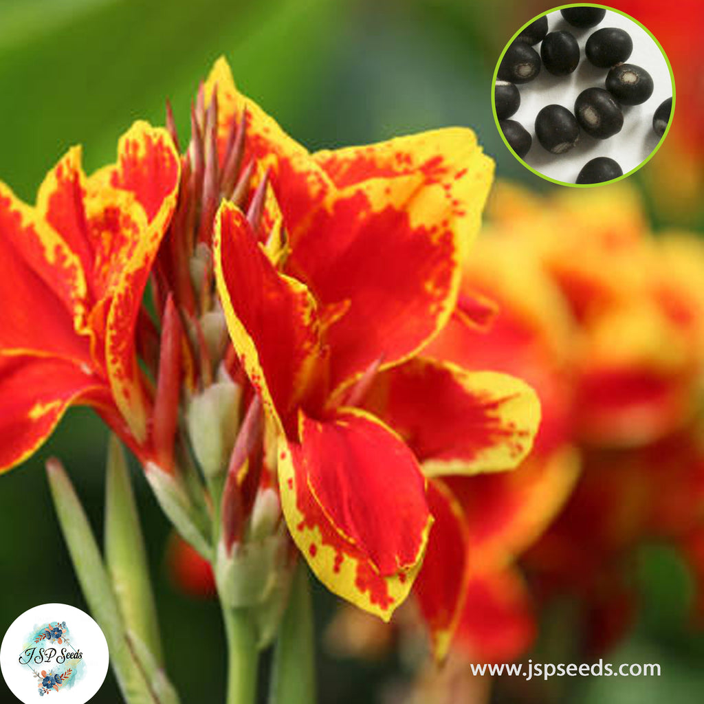 30 Lucifer CANNA LILY Indian Shot Canna Indica Flower Seeds Cannaceae ...