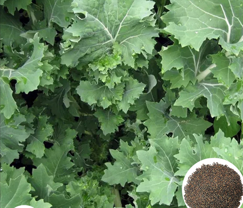 100 Siberian Kale Heirloom Seeds | Vegetable | Non Gmo – JSPSeeds