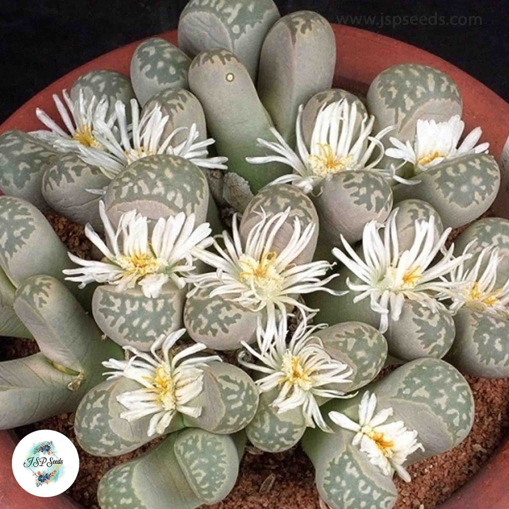 Lithops marmorata ‘Diutina’ C260 / Living stones / 40 seeds – JSPSeeds