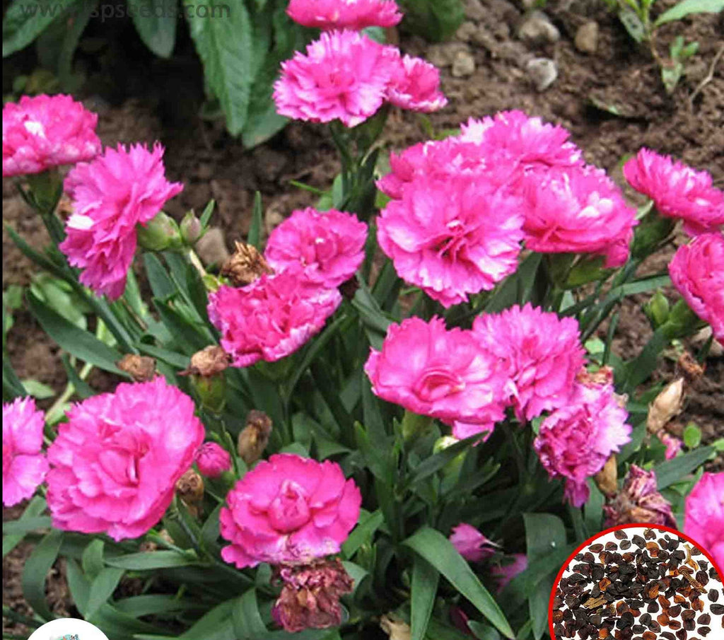 100 Pink Carnation Seeds Dianthus Flowers Seed Flower Perennial – JSPSeeds