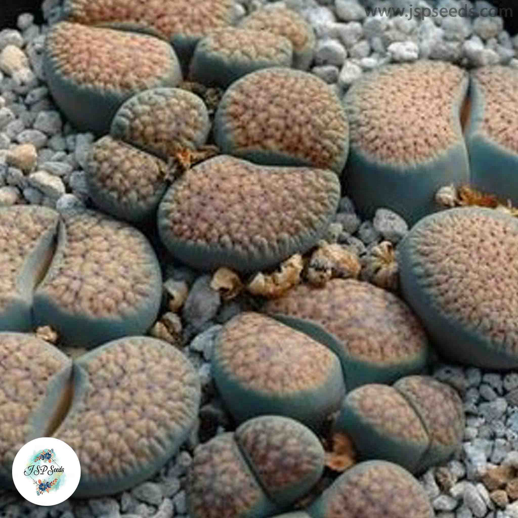 Lithops verruculosa (Inae) C157 / 40 seeds (living stones) – JSPSeeds