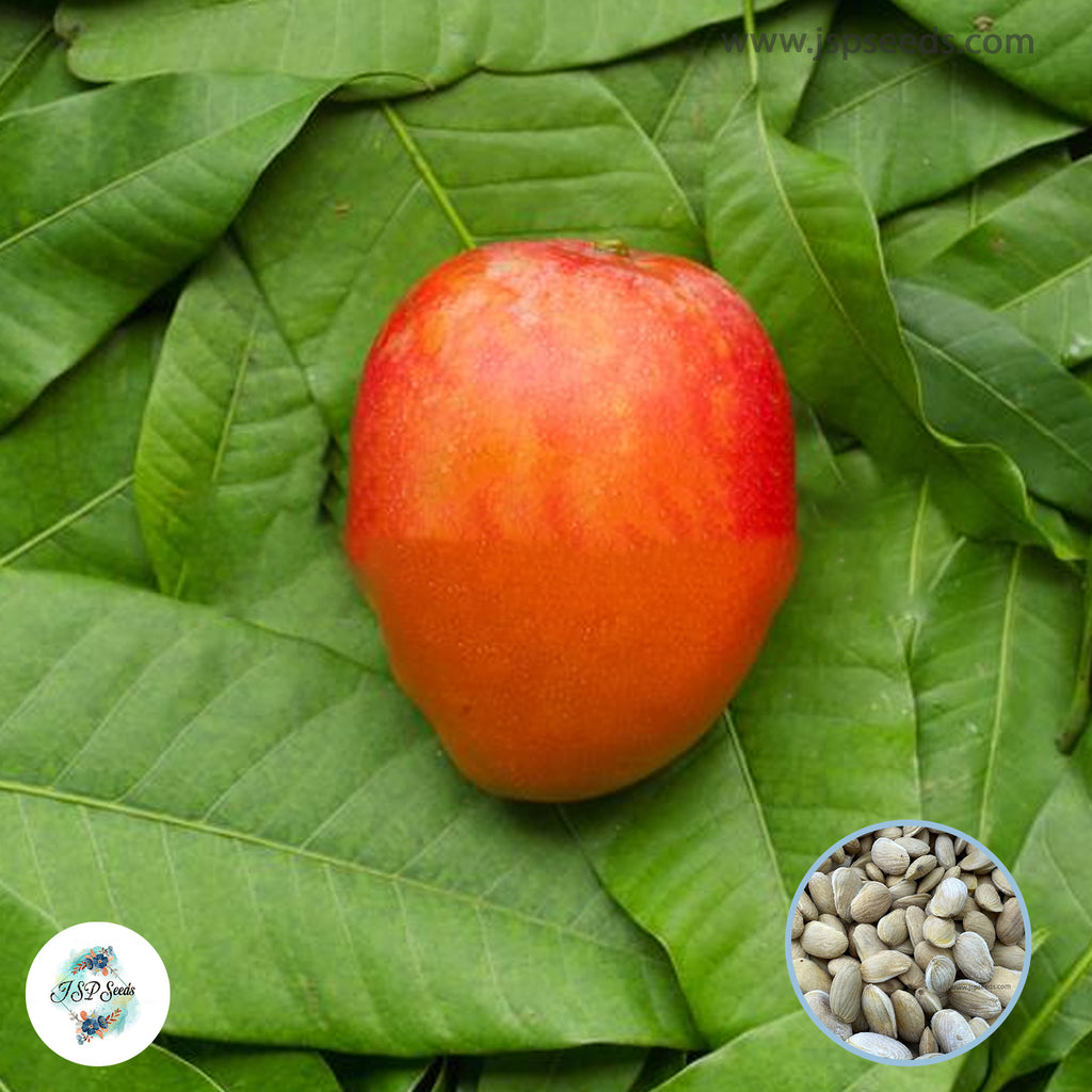 5 Taiwan Red Mango tropical fruit harvest Mango Seeds (Asia Fruit) Del ...
