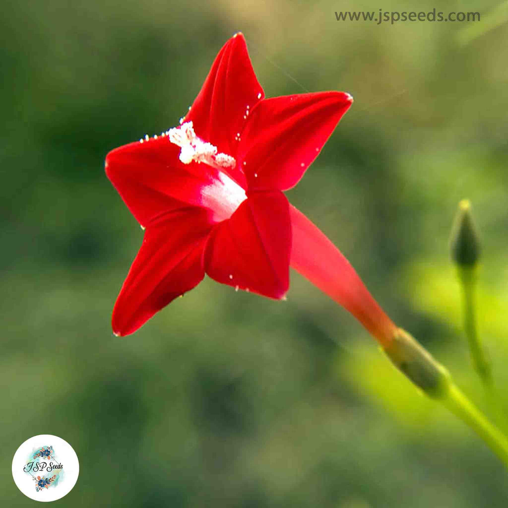 30 Star Ipomoea quamoclit Akashamulla Seeds Rare Red Star Glory Flower ...