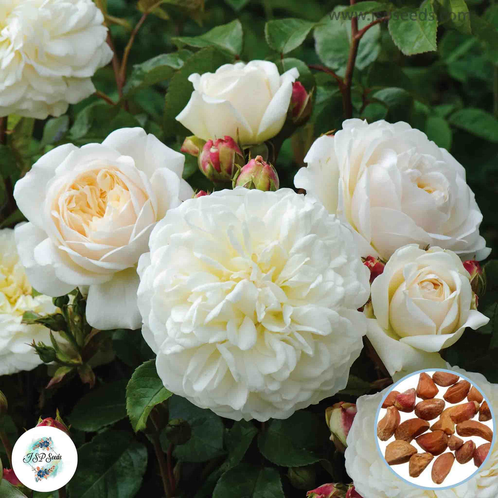 50 Heirloom Tranquility English Rose flower Bonsai Garden Seeds – JSPSeeds