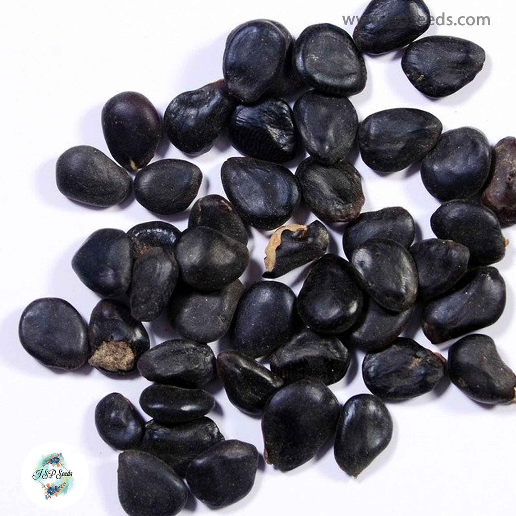 20 Thai Red Tamarind Fruit Seeds | TAMARINDUS INDICA | fainting ...