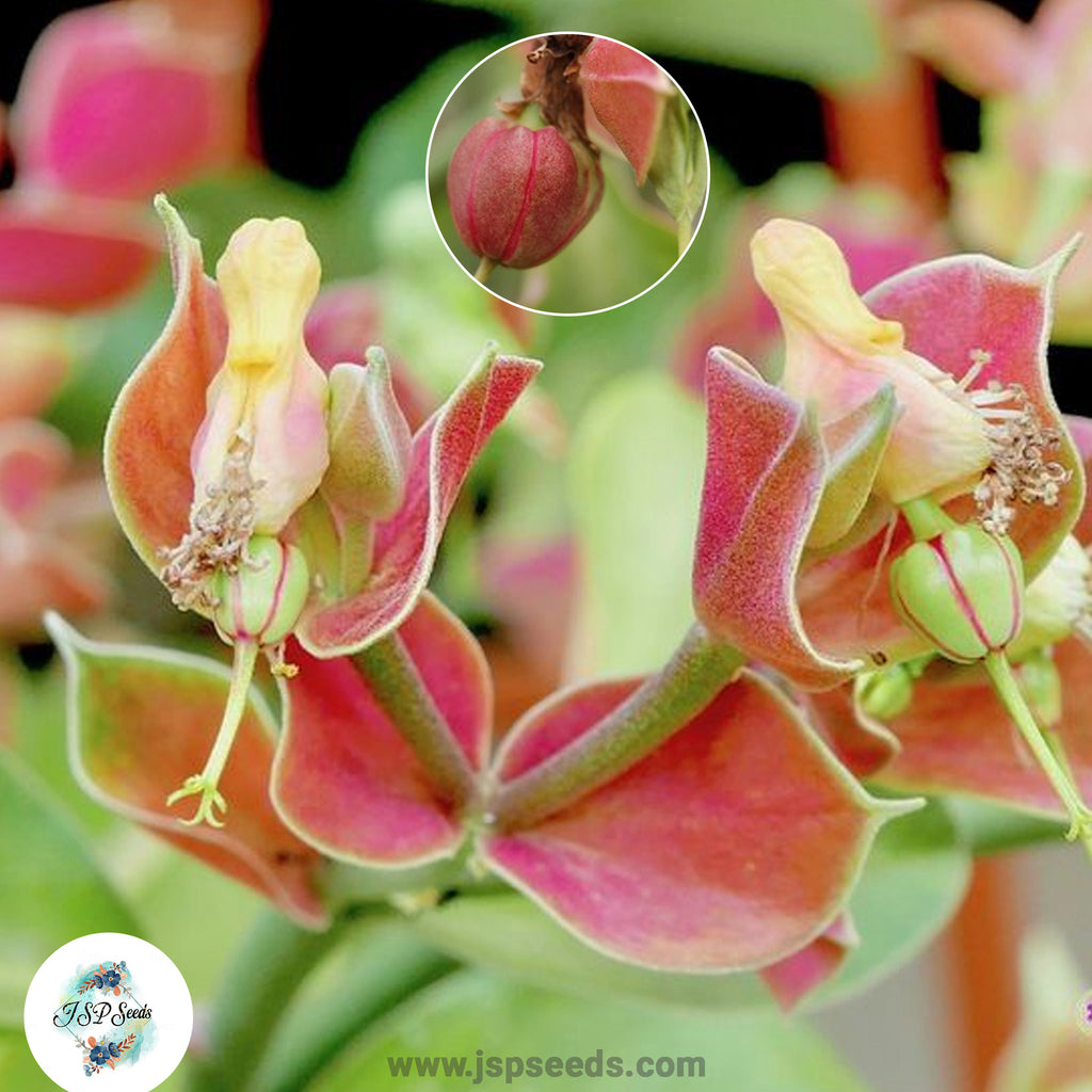 20 Bird Flower Plant Euphorbia bracteata Jacq Slipper plant, Candelill ...