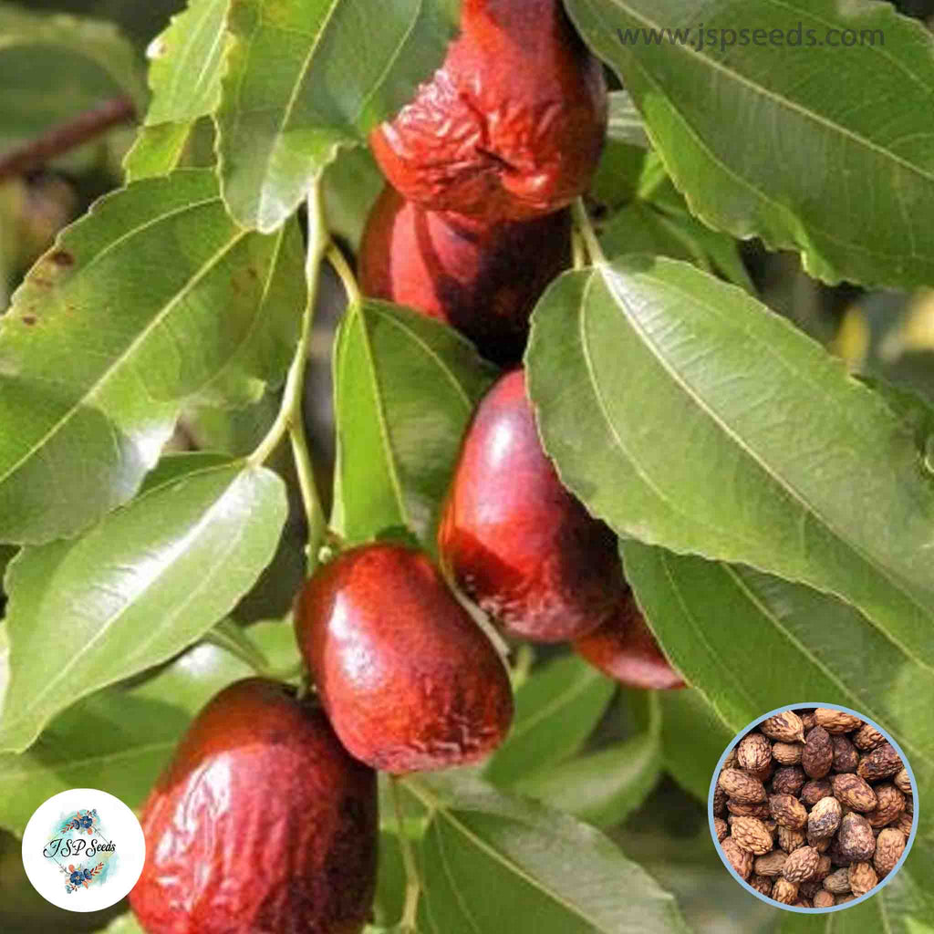 20 Jujube Seeds (Asia Fruit) – JSPSeeds
