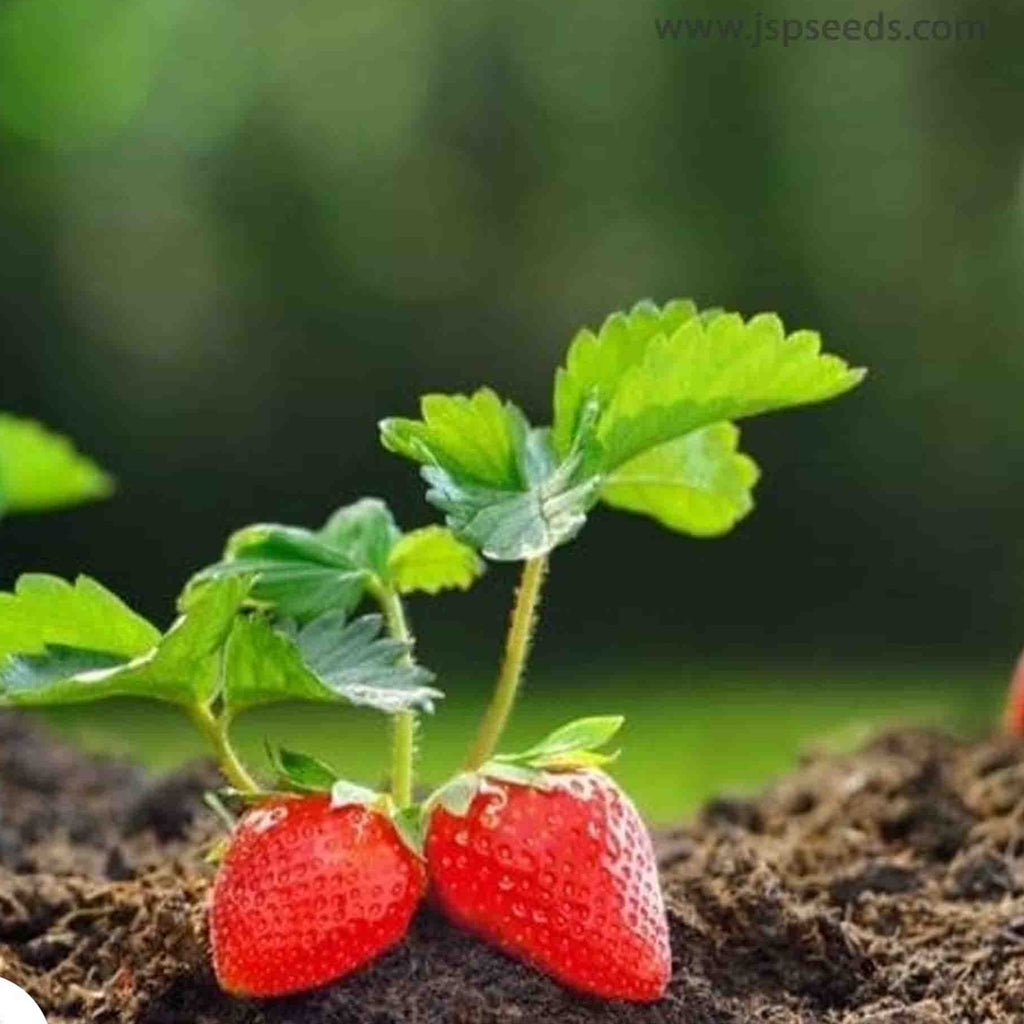 100 Strawberry Plant Giant Organic Fruit Flores Vegetables Non-gmo See ...