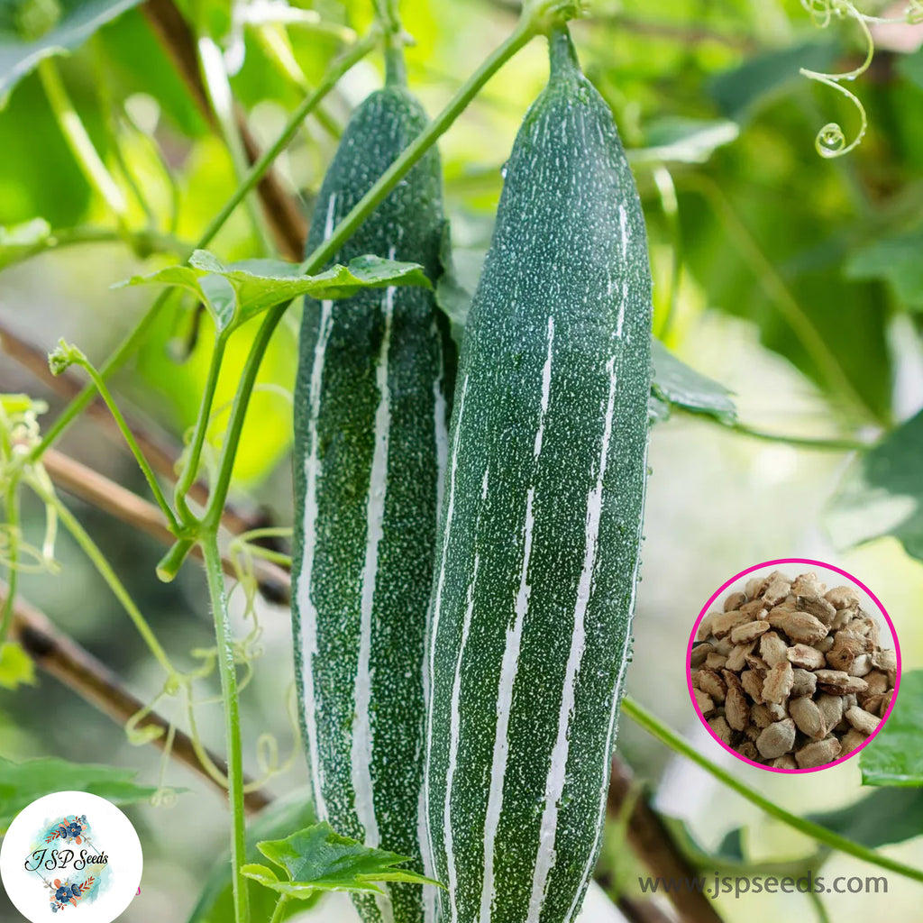 30 Snake Gourd Heirloom Seeds (Vegetable Potted Plants) – JSPSeeds