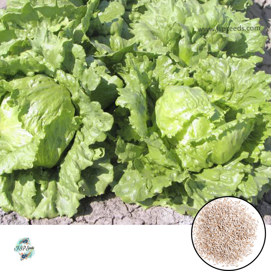 400 Iceberg Lettuce Heirloom Seeds (Vegetable) Non Gmo – JSPSeeds