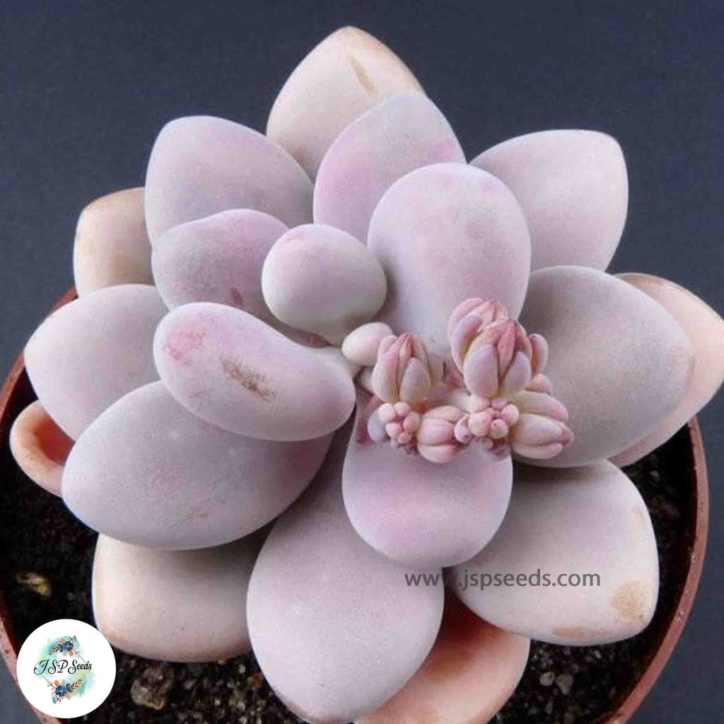 Graptopetalum amethystinum / 40 seeds (Lavender Pebbles, Jewel Leaf Pl ...