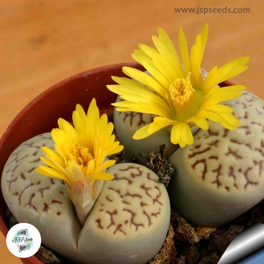 Lithops bromfieldii v Mennellii (Living Stones) 40 seeds – JSPSeeds