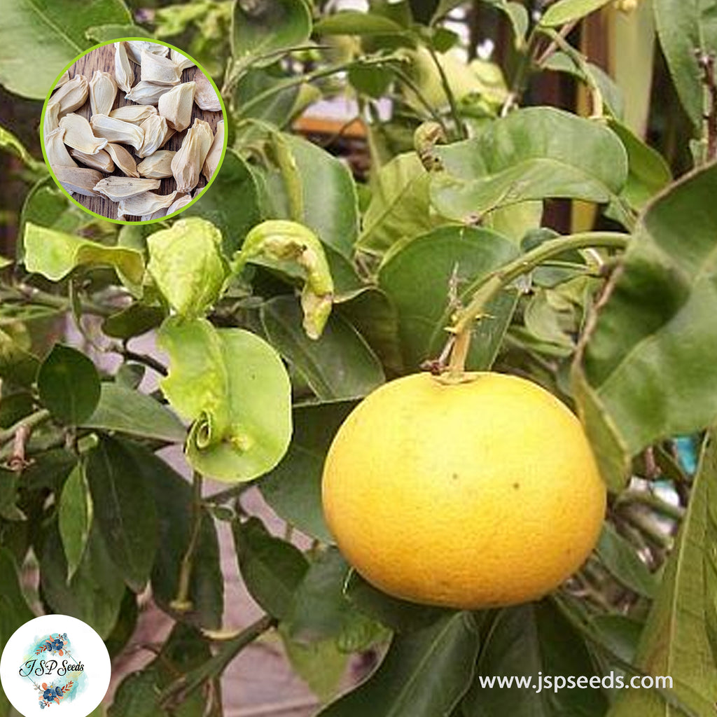 30 Pomelo Seeds (Asia Fruit) – JSPSeeds